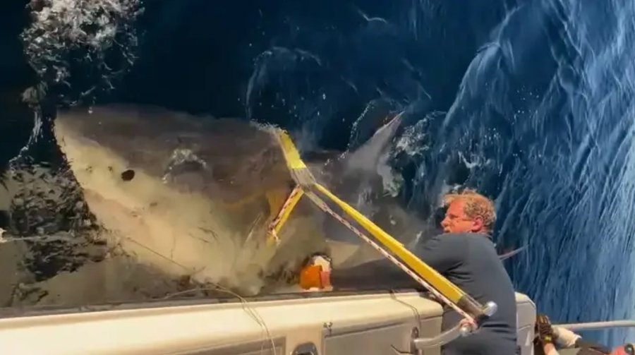 Snimljena najveća bela ajkula ikada teška skoro 800 kilograma i dugačka ...