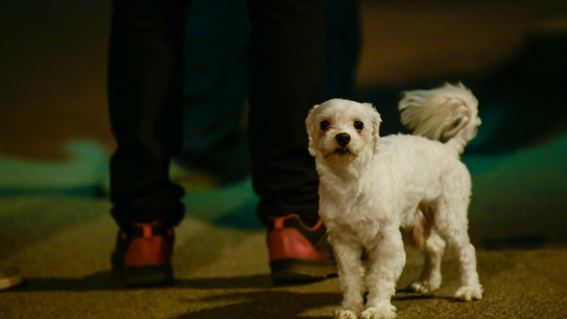 Požarevljani, imate dva psa? Jedan mora na ulicu