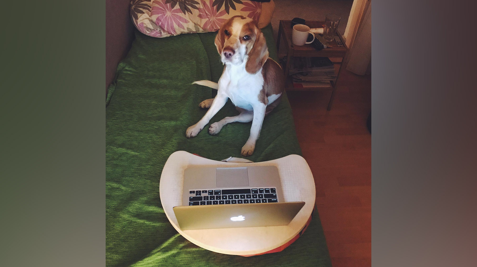 Rad od kuće dobija novu dimenziju uz kućne ljubimce