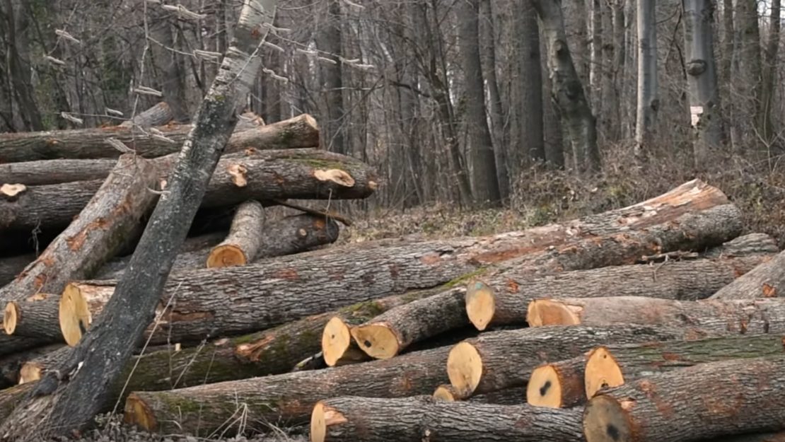Vranjanac poginuo prilikom seče drva