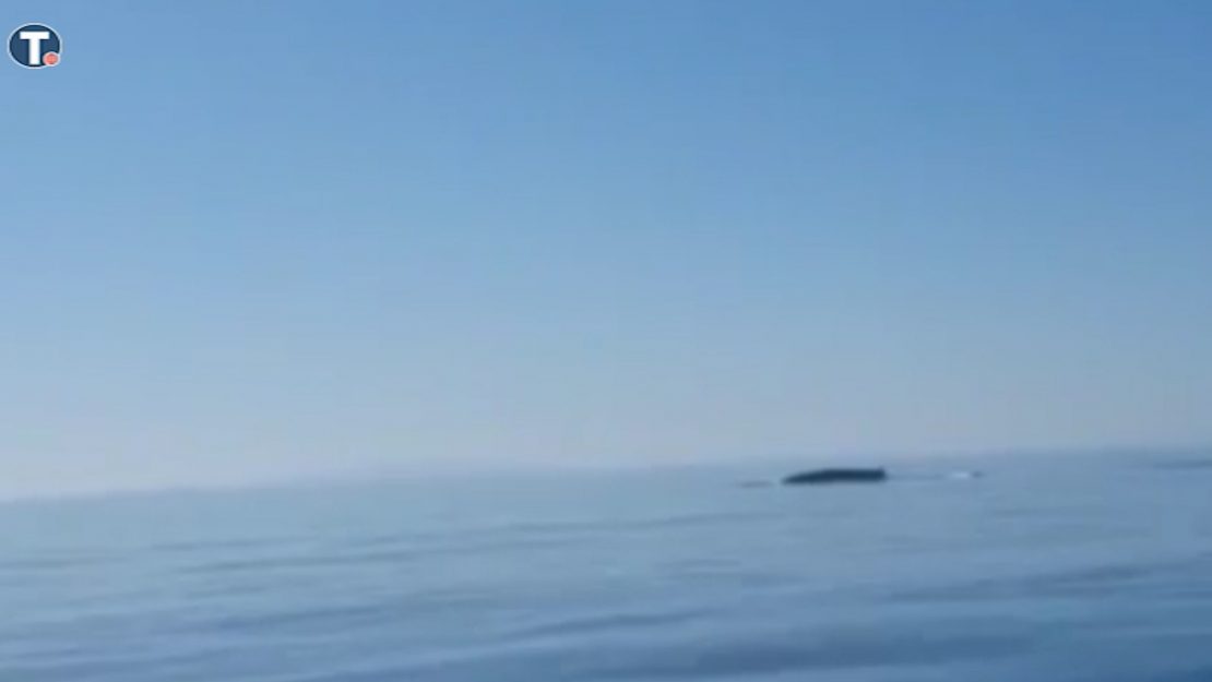 Splićani snimili kitove u Jadranu
