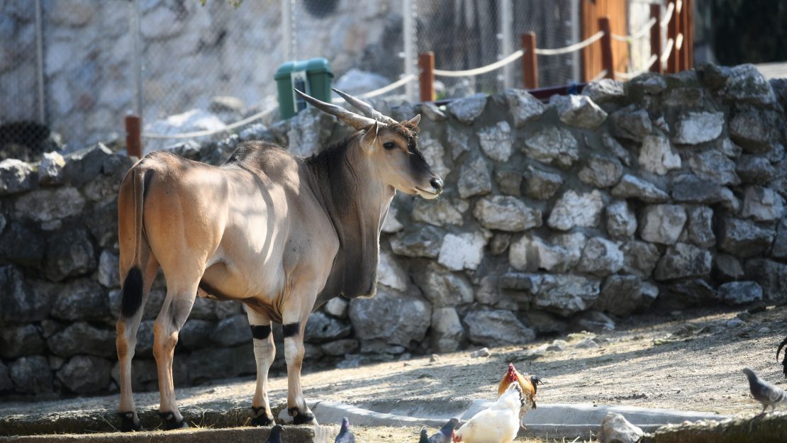 Seli se Beogradski zoološki vrt