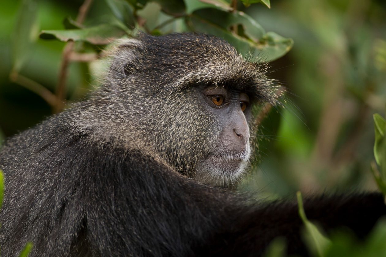 Praistorijski majmuni prešli Atlantik pre 35 miliona godina?