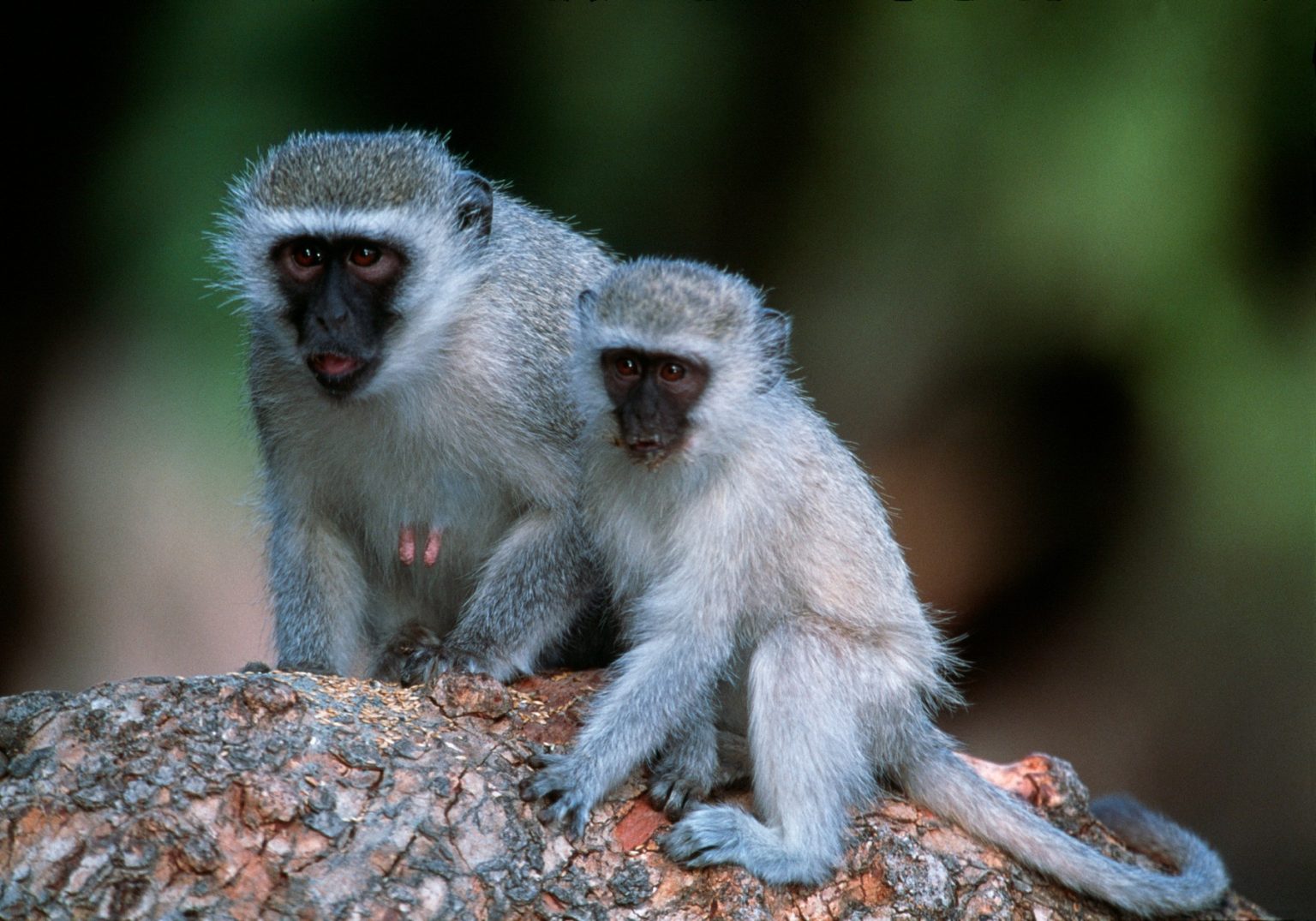 Praistorijski majmuni prešli Atlantik pre 35 miliona godina?