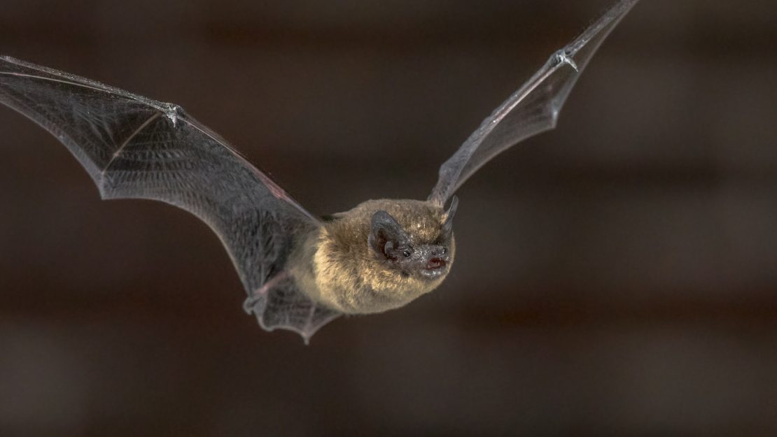 slepi miš Archives - NOVA portal