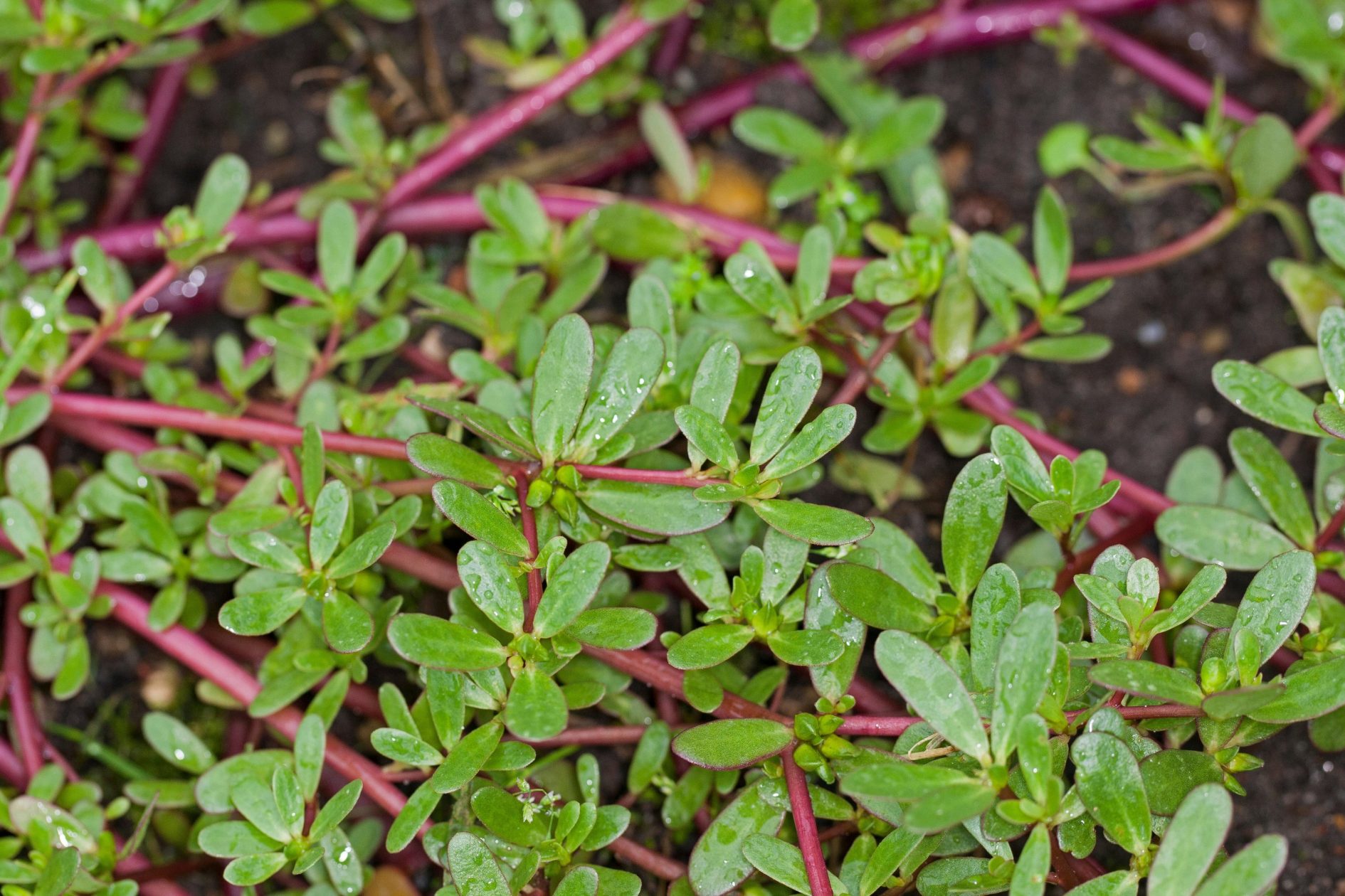 Tušt: Biljka koju u Srbiji gazimo kao korov, u svetu je lek