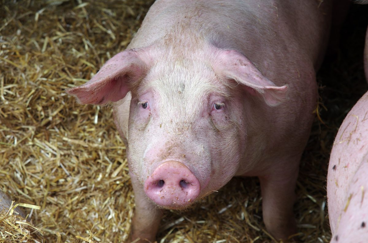 Divlje svinje - "napasnici" koji uništavaju maline i krompir