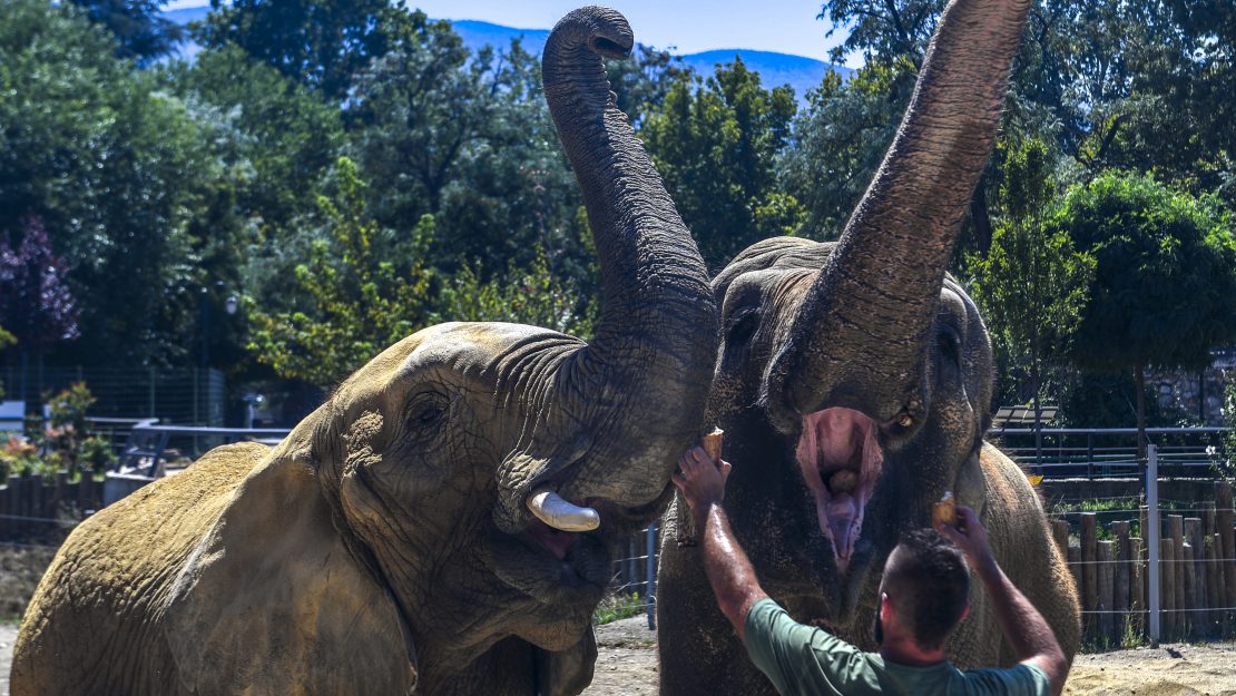 Skoplje: Sukob slonica u ZOO, posetioci evakuisani (VIDEO)