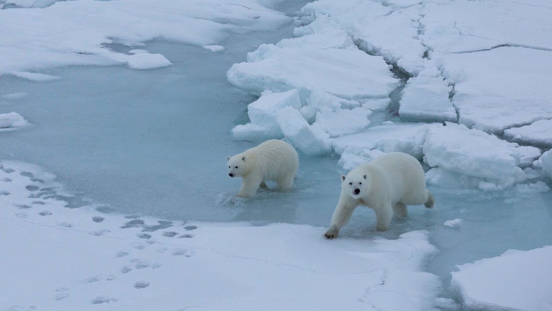 Naučnici tvrde: Polarni medvedi će nestati do kraja veka