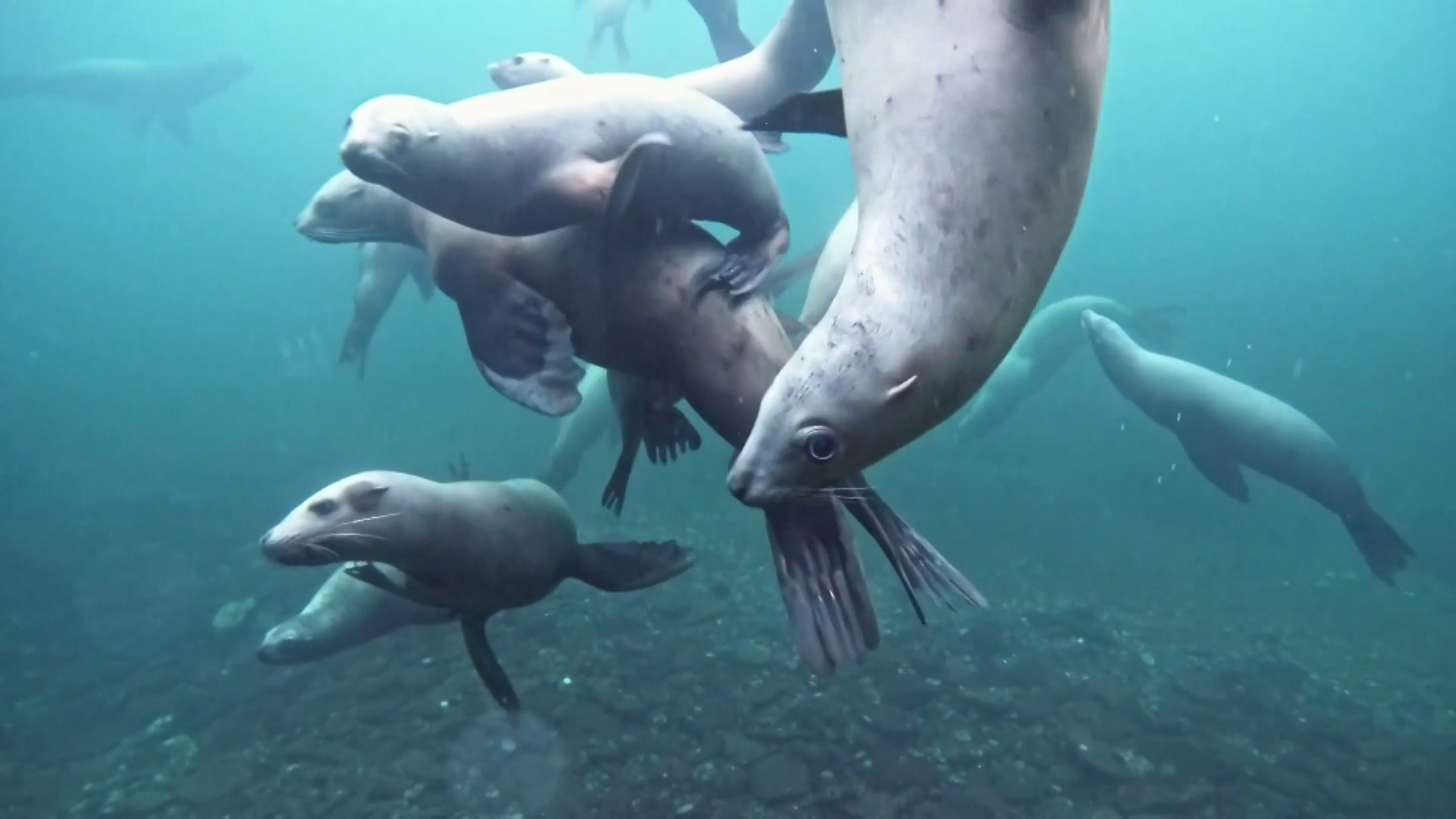 morski lavovi Archives - NOVA portal