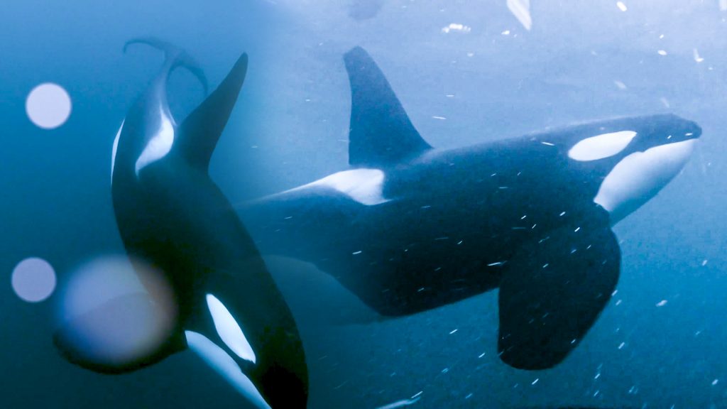 kitovi Archives - NOVA portal