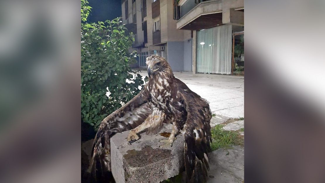 Na Uvcu upucan mladi suri orao, uginuo na putu ka Beogradu