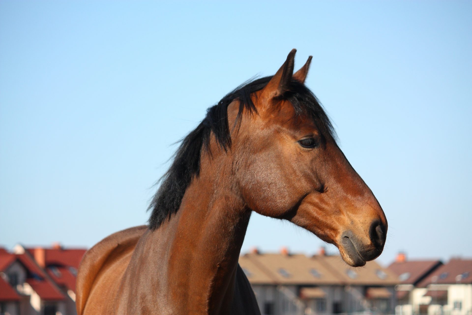 Tri meseca zatvora za čoveka koji je pretukao kobilu u selu kod Vlasotinca