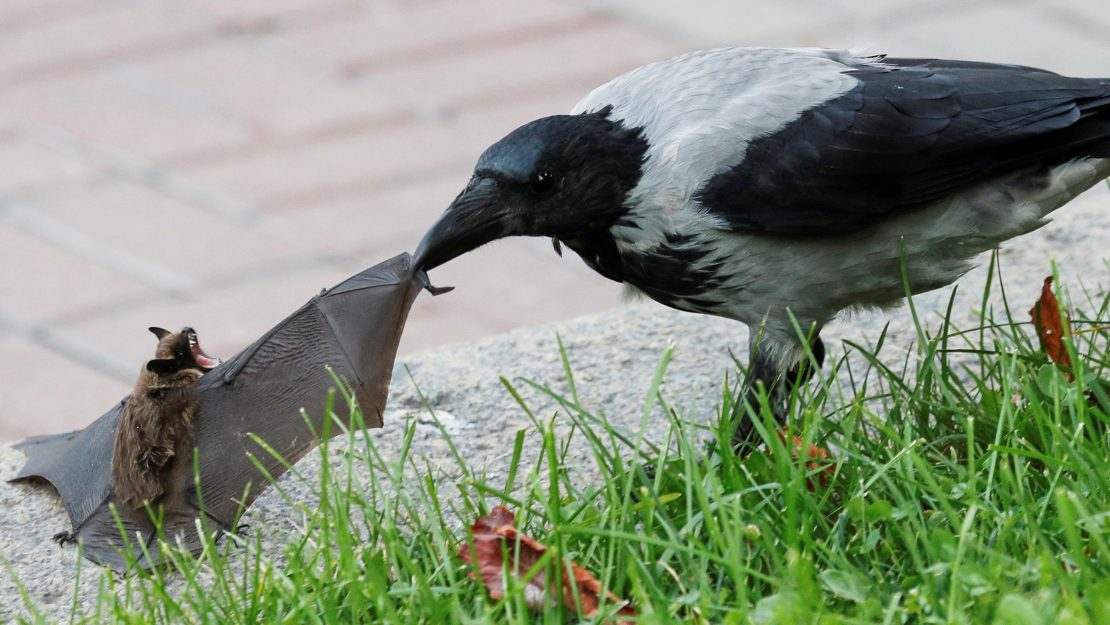 The Crow vs Batman