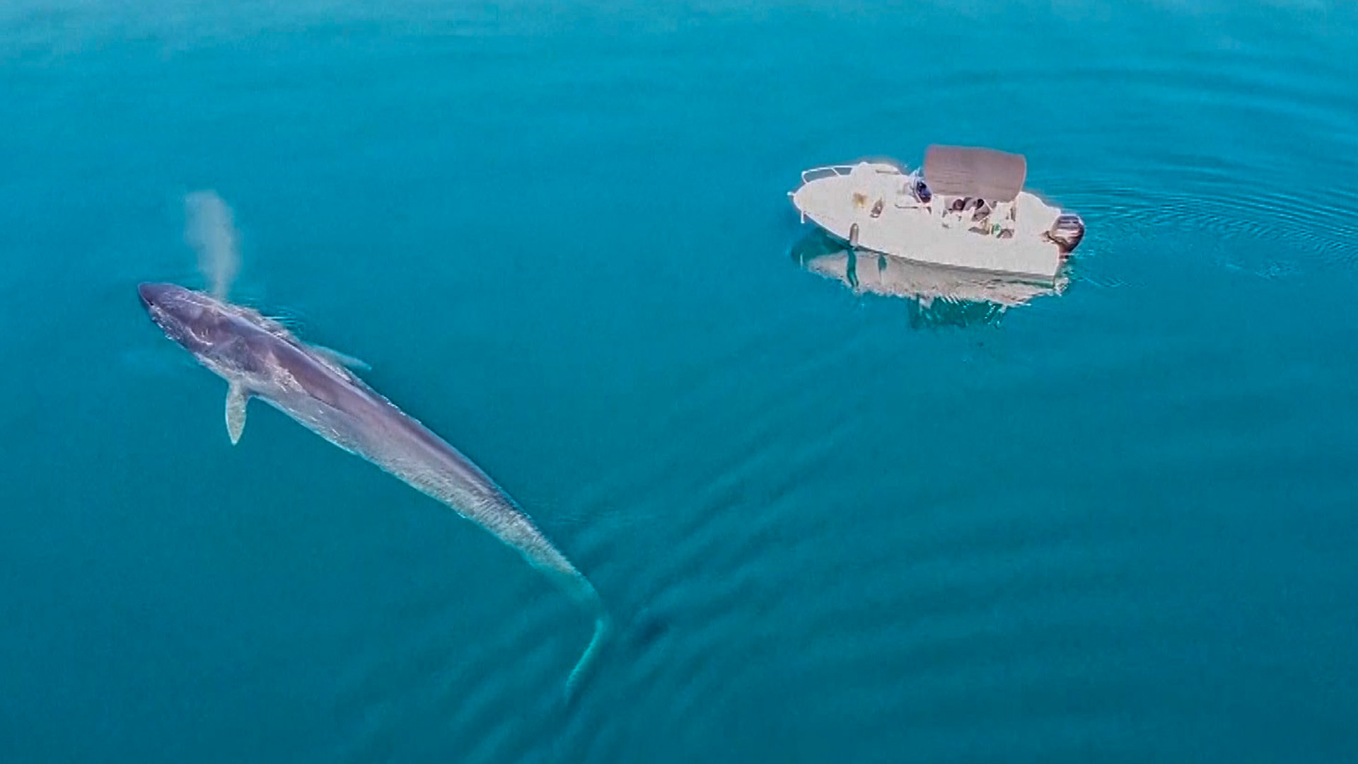 veliki kit Archives - NOVA portal