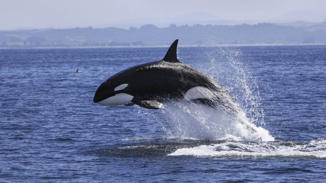 Kitovi ubice napadaju jedrilice u Španiji, turisti u strahu