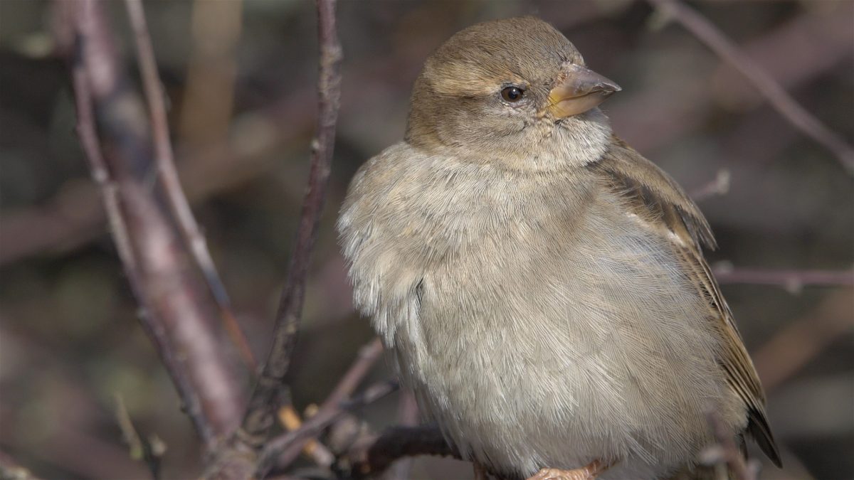 Zašto je baš vrabac postao simbol Beograda