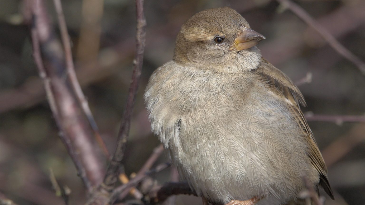 vrabac Archives - NOVA portal