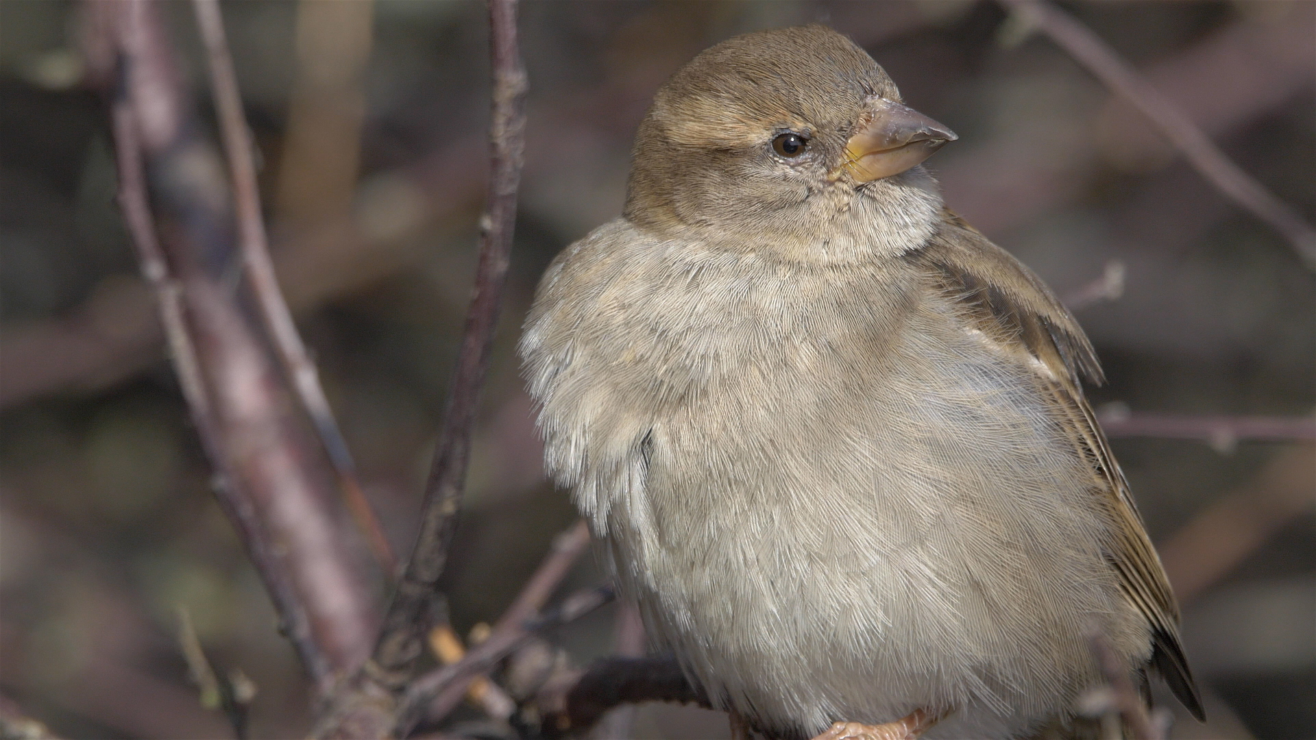 Zašto je baš vrabac postao simbol Beograda