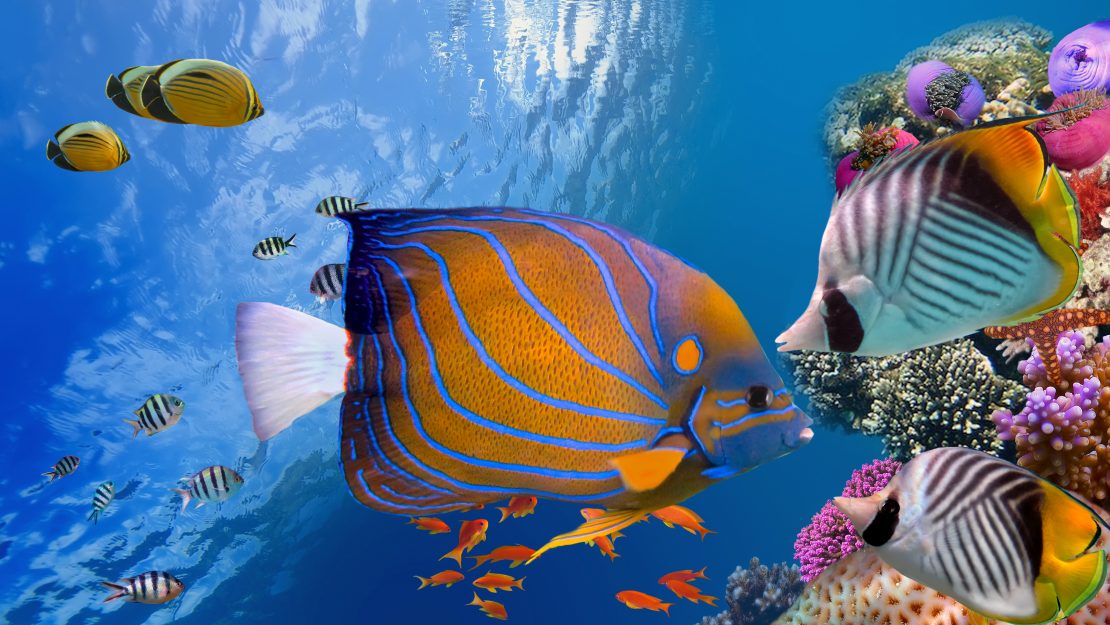 veliki koralni greben Archives - NOVA portal