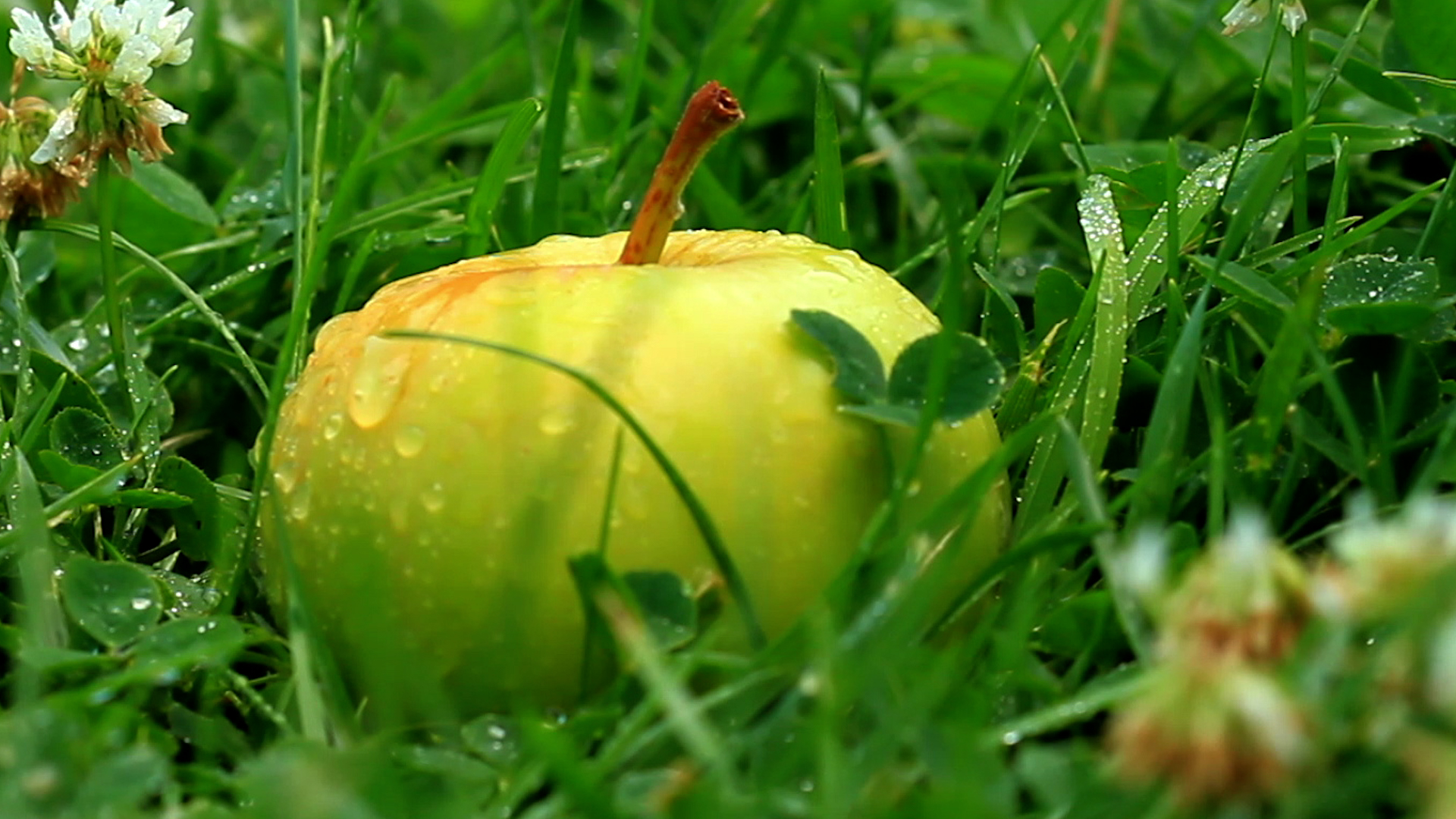 dijetna vlakna Archives - NOVA portal