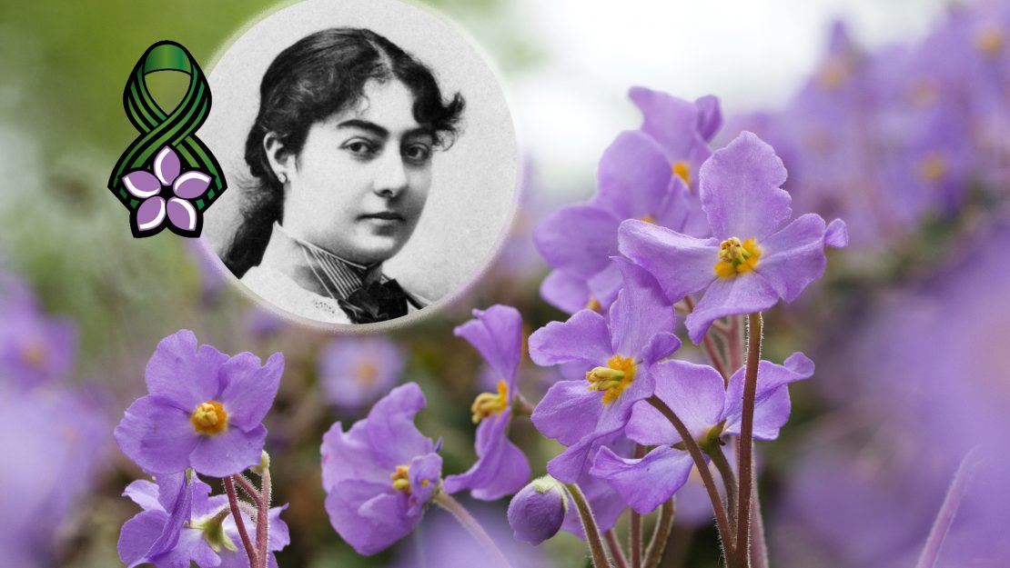 Natalijina ramonda: Šta tačno predstavlja simbol Dana primirja u Srbiji ...