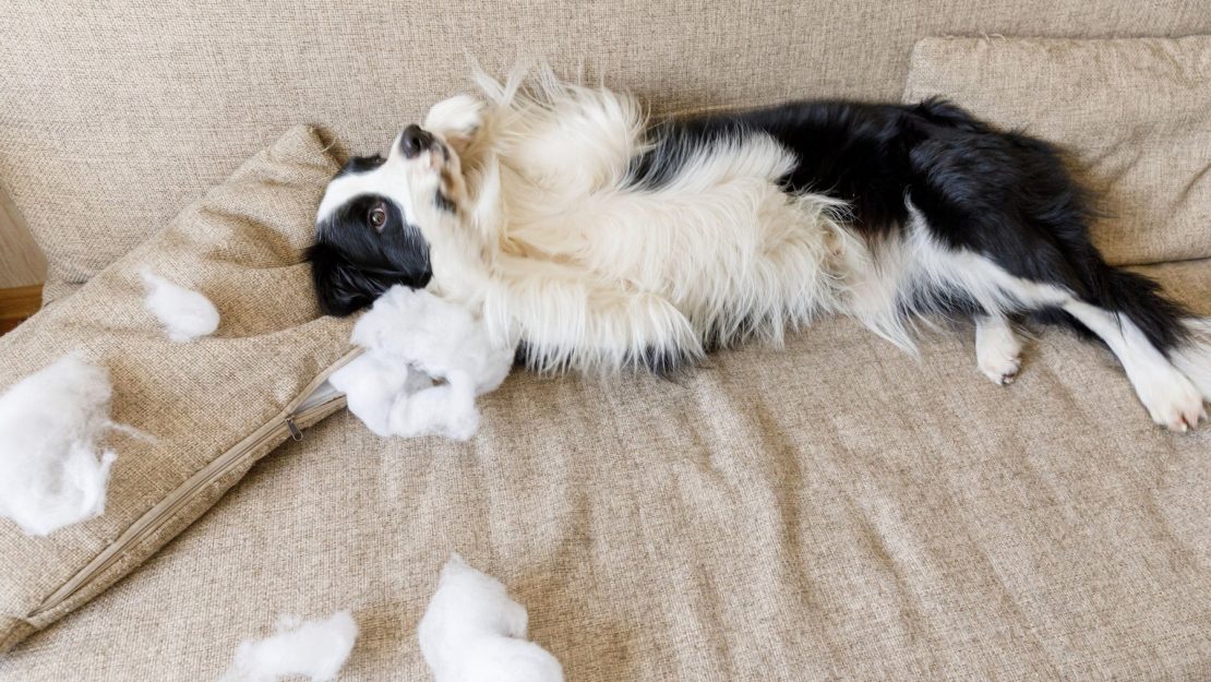 10 najneposlušnijih rasa pasa