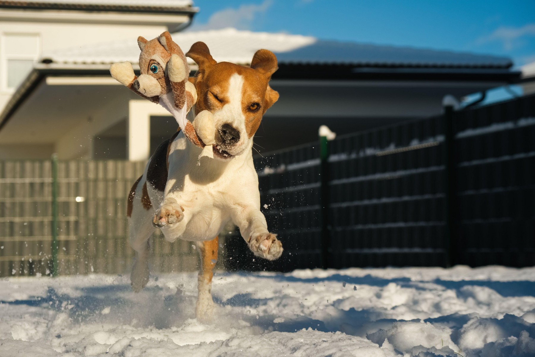 Rase pasa koje najduže žive