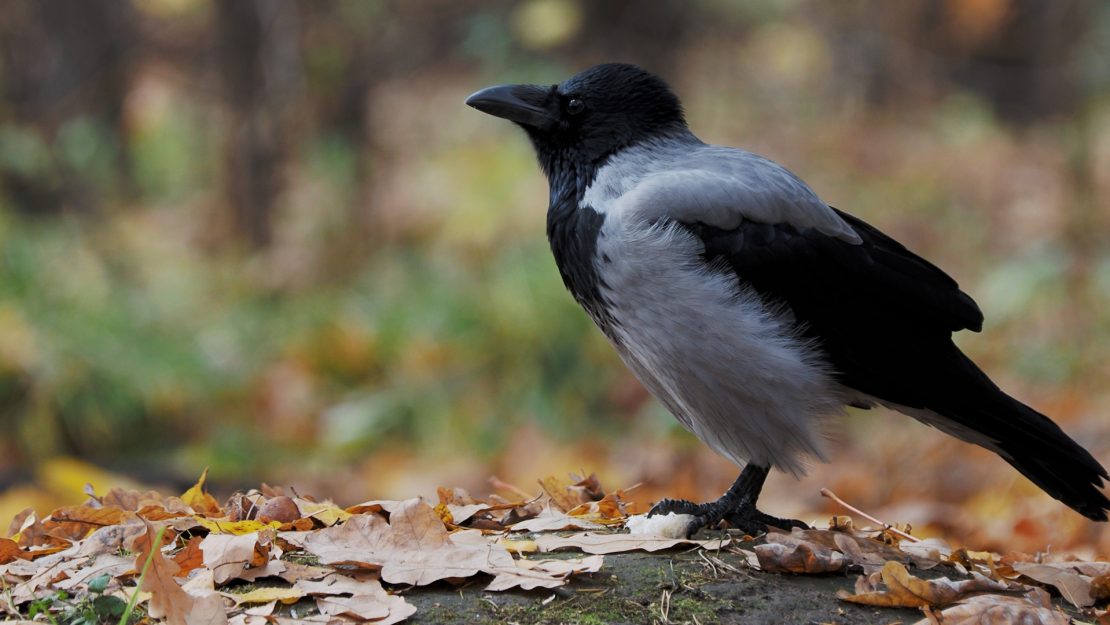 Svrake su inteligentne, zar ne