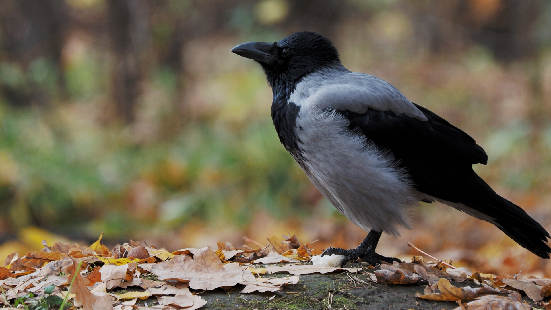 gavrani Archives - NOVA portal