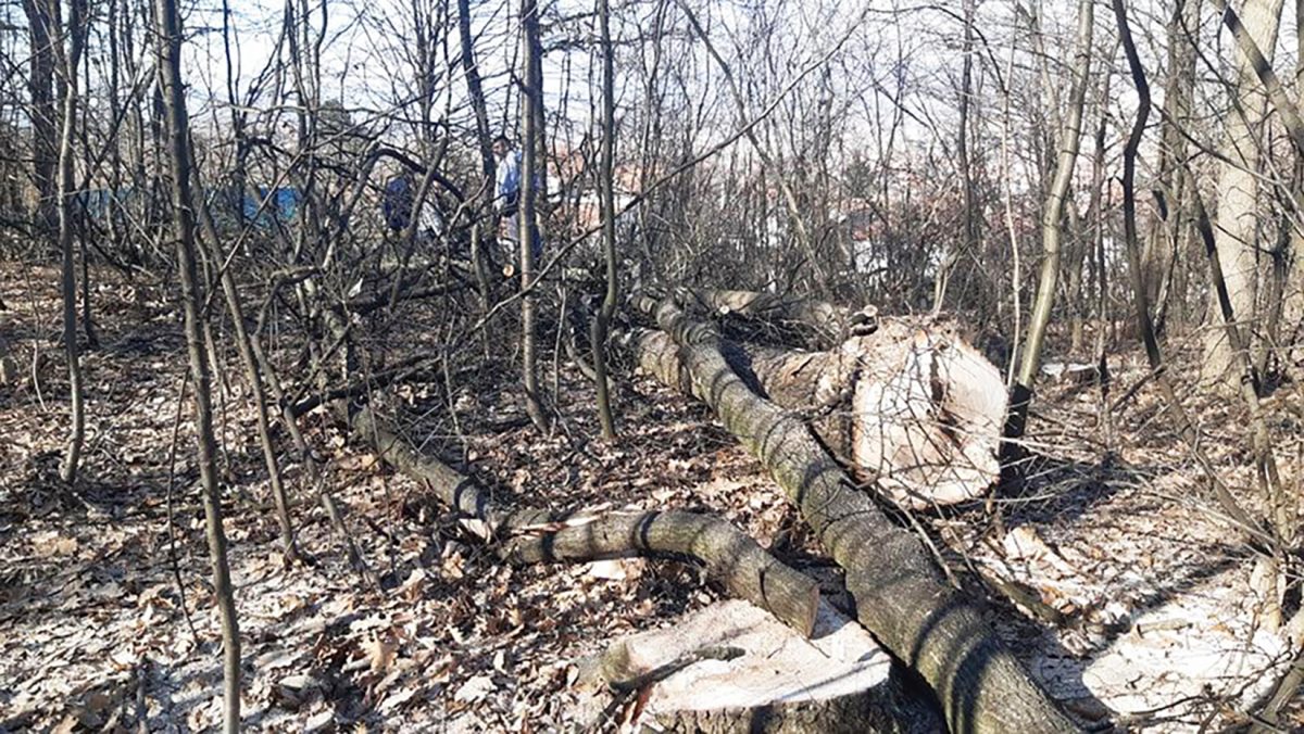 seča šume Archives - NOVA portal