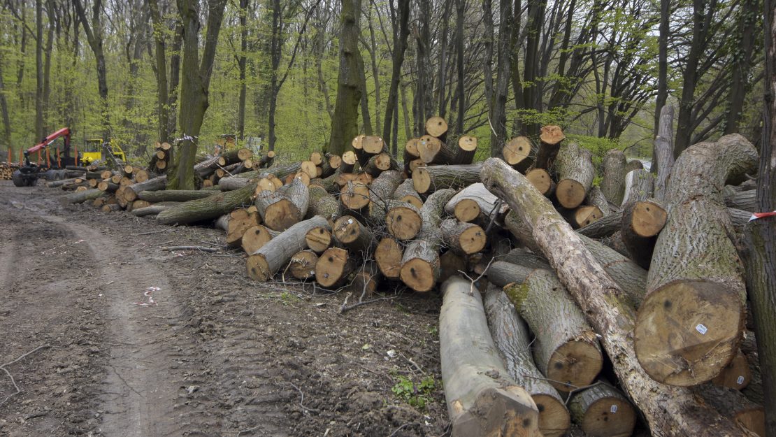 I država i crkva prekomerno seku šume Fruške Gore, ekolozi traže ...