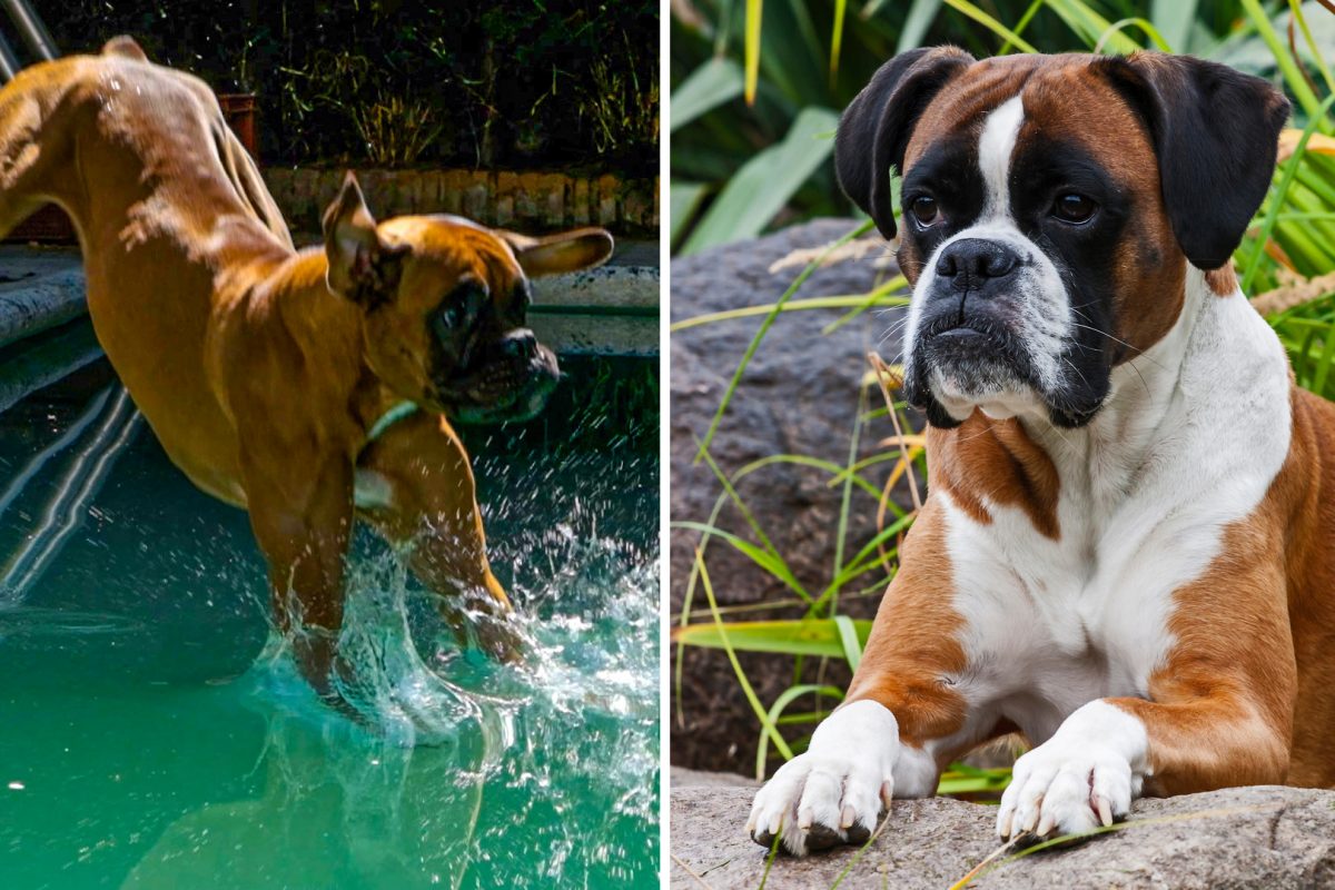 Neodoljivi bokser - snažni pas koji voli decu i porodicu