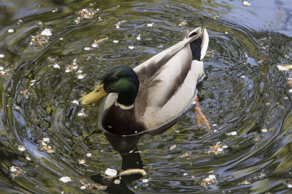 Džinovska patka zvezda univerziteta u Engleskoj (FOTO)