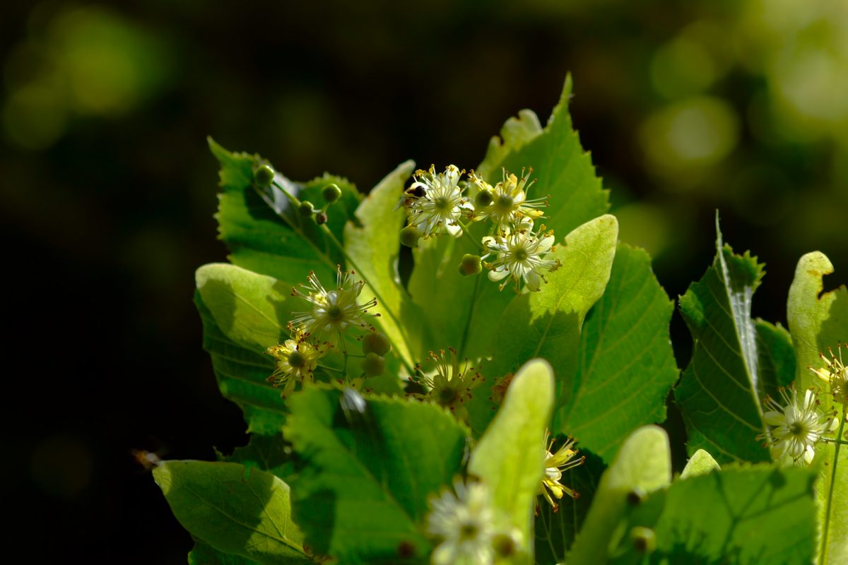 Lipa, drvo koje najduže cveta