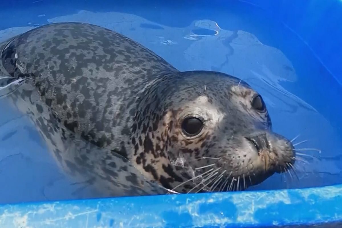 Plastične posude sa vodom i kofe za foke