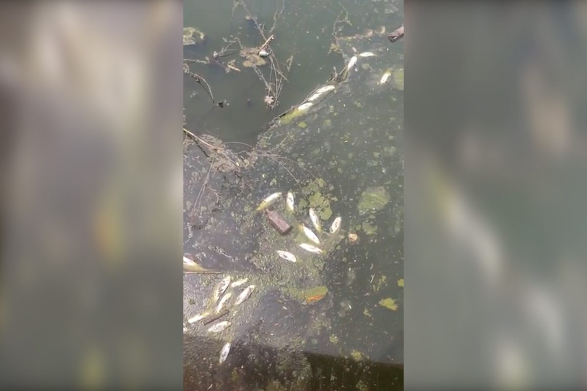 Hemikalijama na ribu u rukavcu Dunava kod Višnjičke banje