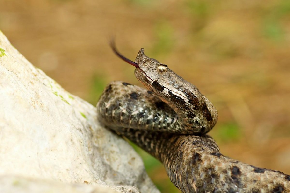 Zmije otrovnice u Srbiji - budite pažljivi i ne paničite ako vam se ...