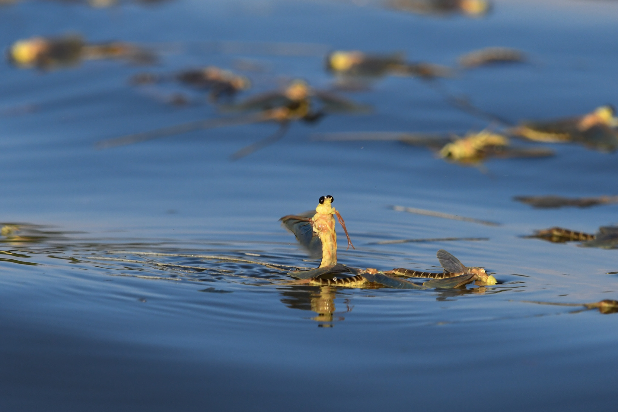 Prelepo verovanje o cvetanju Tise: Šta treba da uradite da biste našli ...