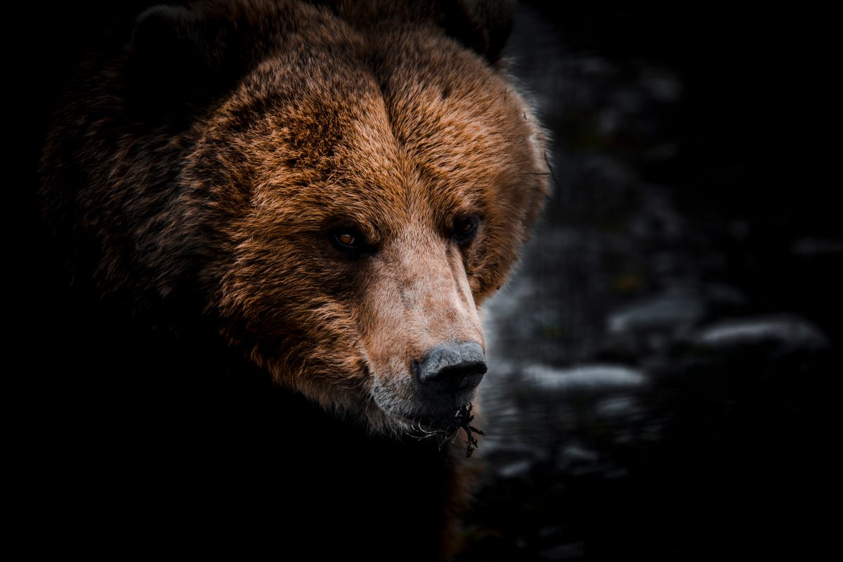 Medved ušao u kuhinju hotela i napao čuvara: Kamera zabeležila incident ...