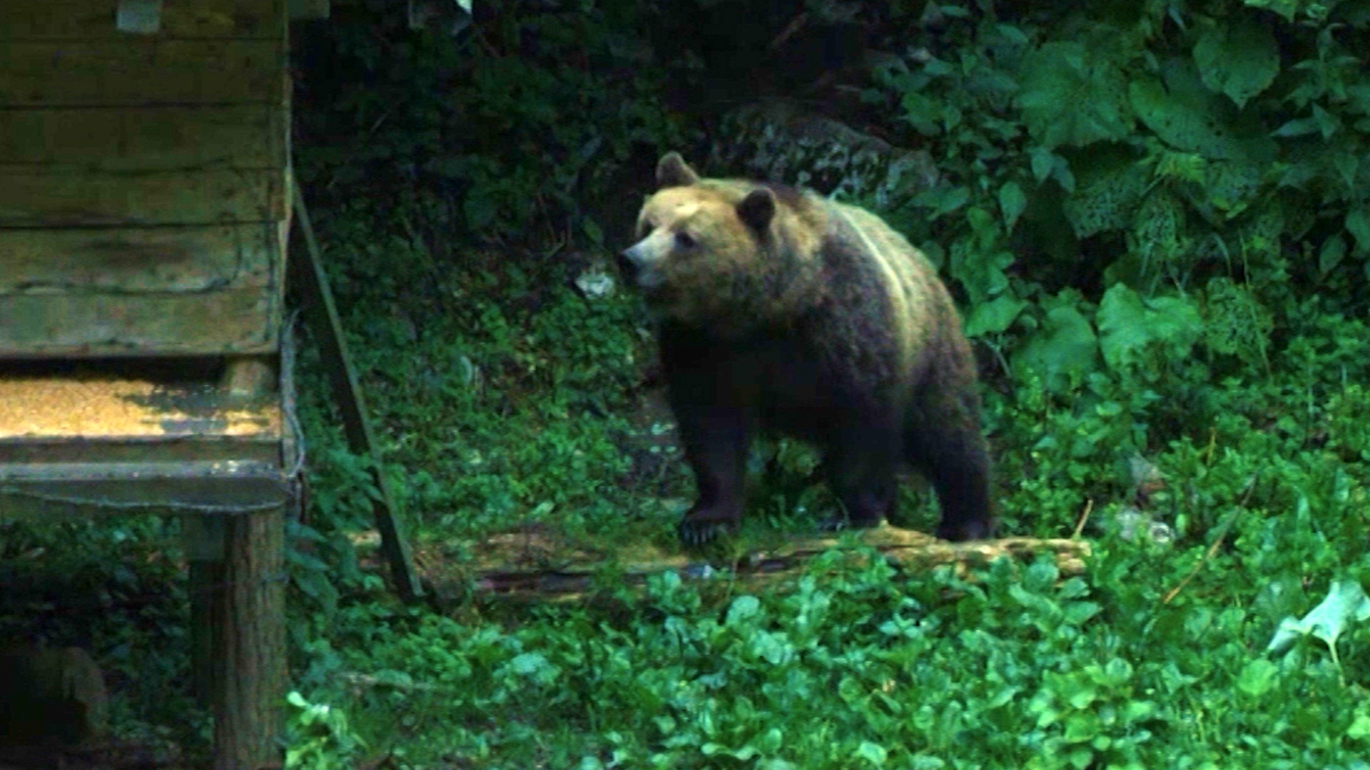 Mrki medved napao pastira dok je šetao sa psom: Sa povredama prevezen u ...