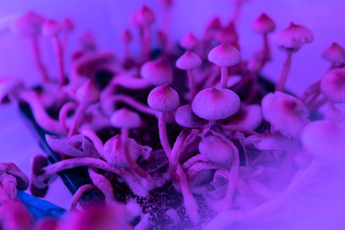 50 nijansi gljive: Kako halucinogene pečurke utiču na organizam