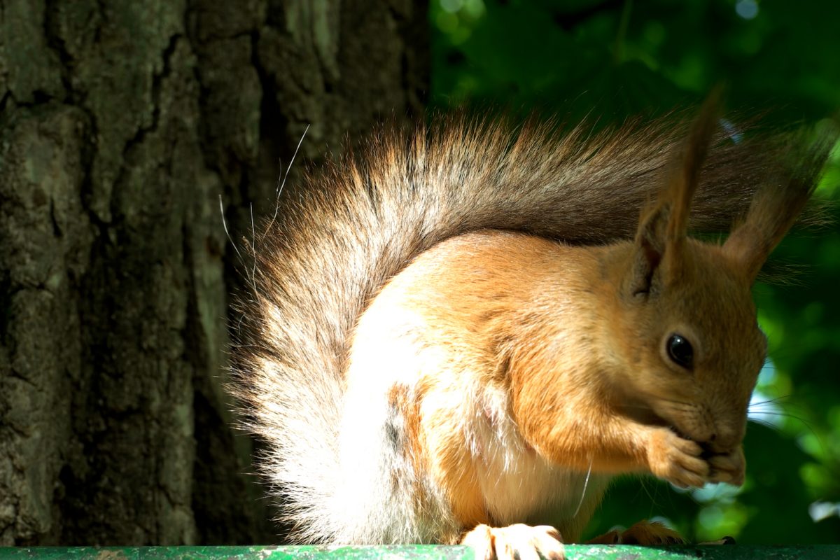 Iako plašljive, veverice imaju dosta sličnosti sa ljudima