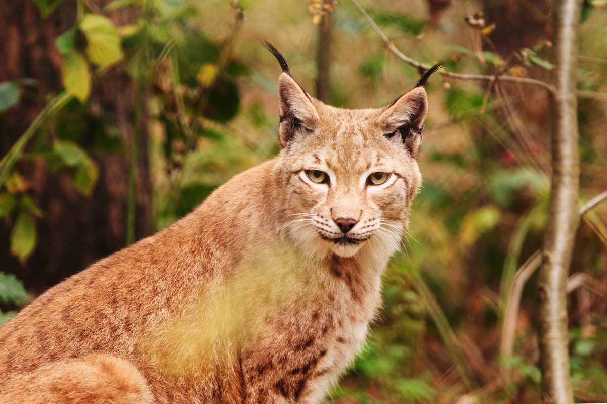 Prizor koji se retko viđa: Balkanski ris konačno snimljen FOTO