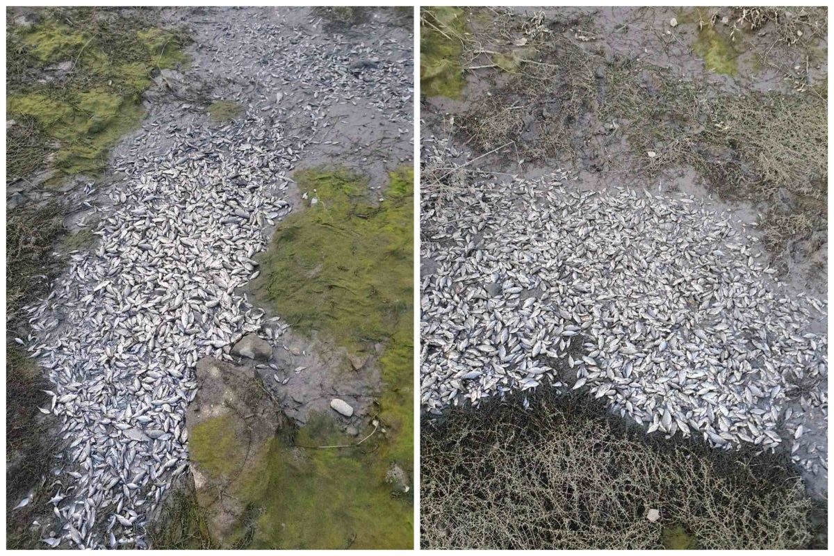 Pomor kod Čačka: Mrtve ribe plutaju jezerom