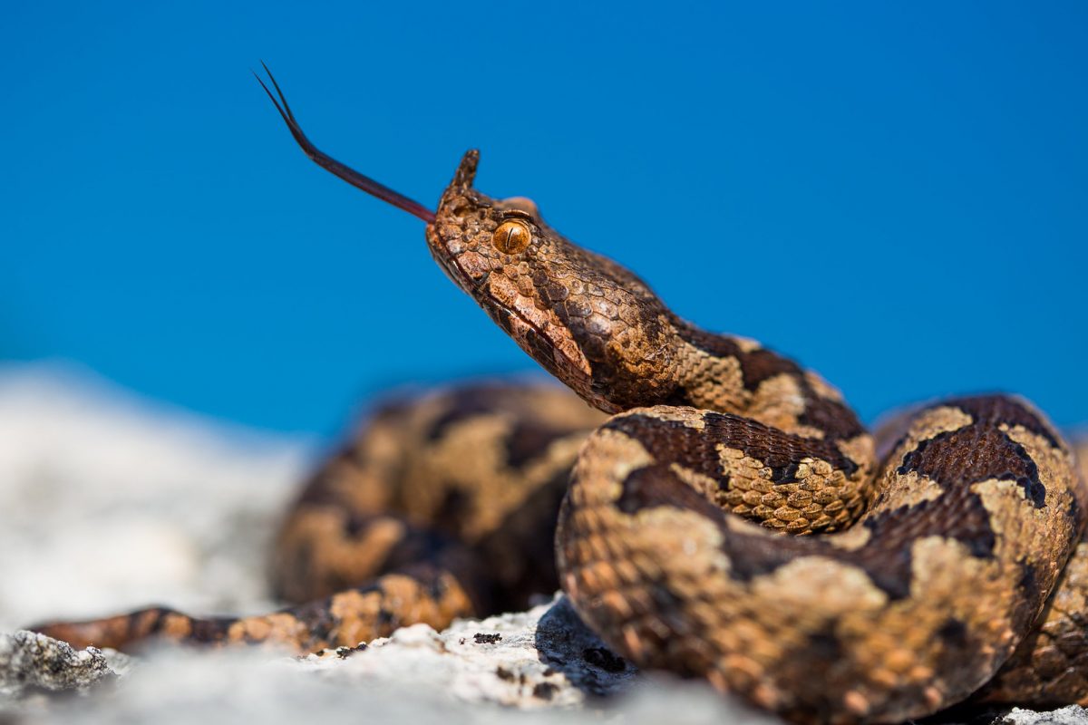 Otkud poskoci na ulicama u centru Beograda VIDEO
