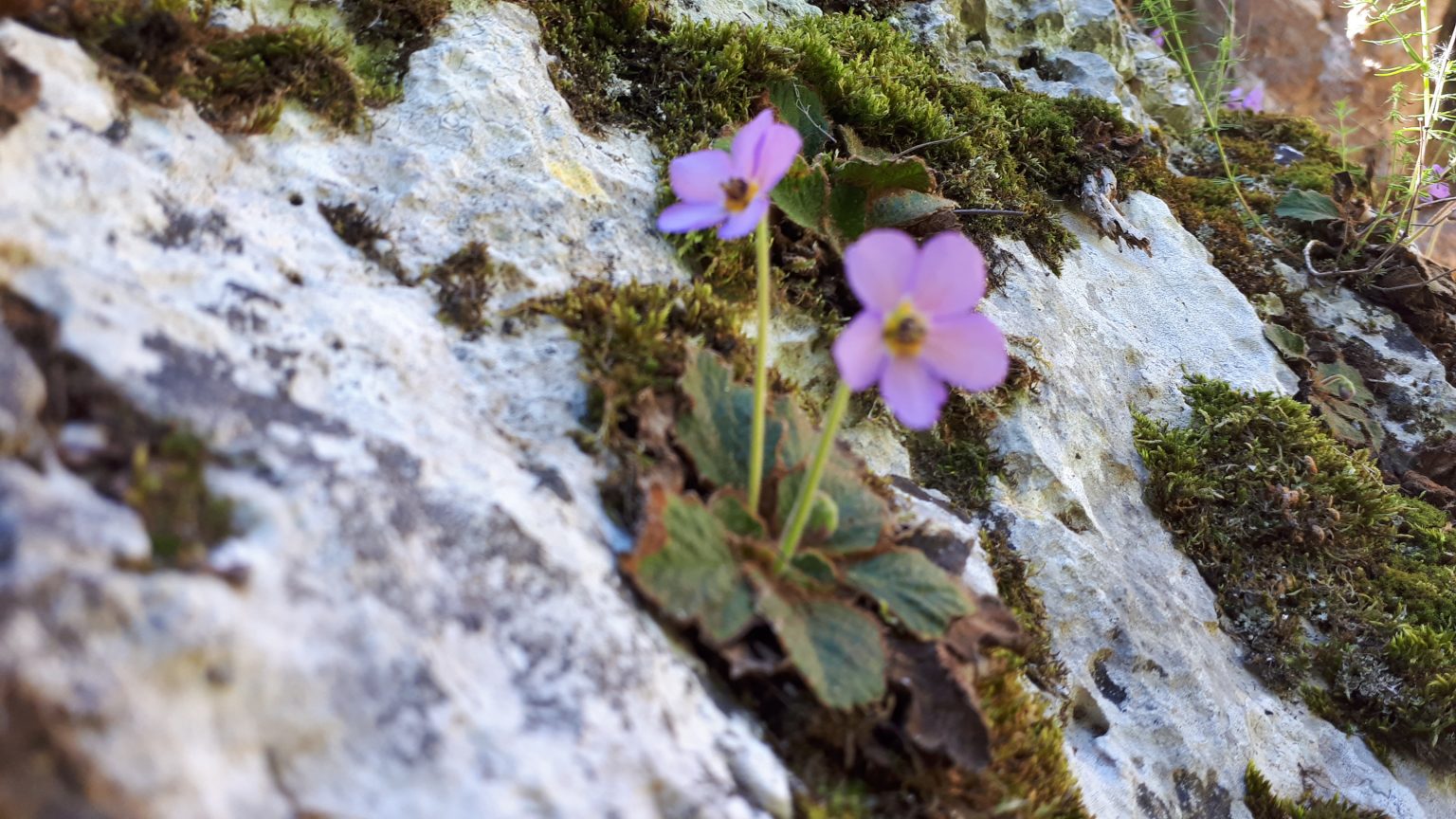 Jedino mesto u Srbiji gde rastu Natalijina i srpska ramonda