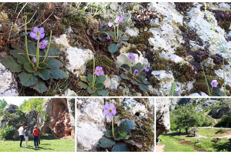 Šta simbolizuje lila ramonda i da li je možete videti u Beogradu?