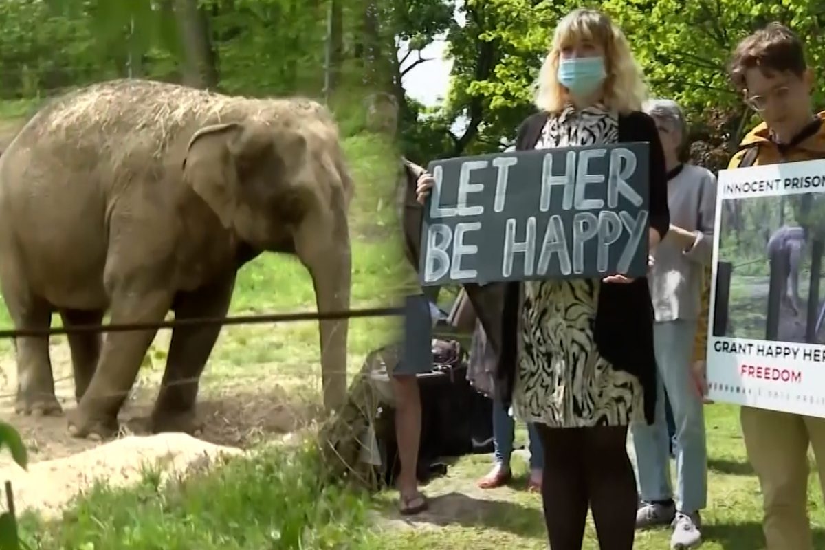 Istorijska presuda tužnoj slonici Hepi razbesneće ljubitelje životinja ...