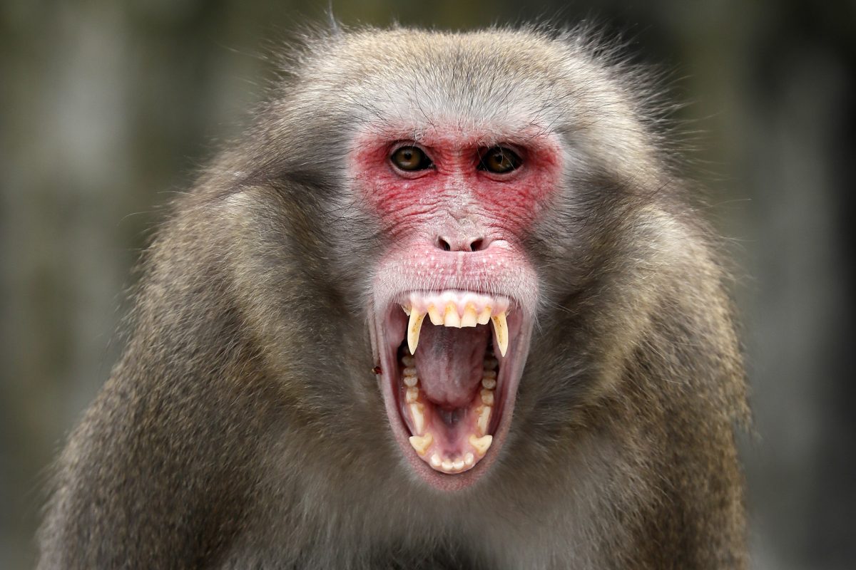 Majmuni upadaju u kuće i napadaju ljude, policija ne može da pomogne FOTO